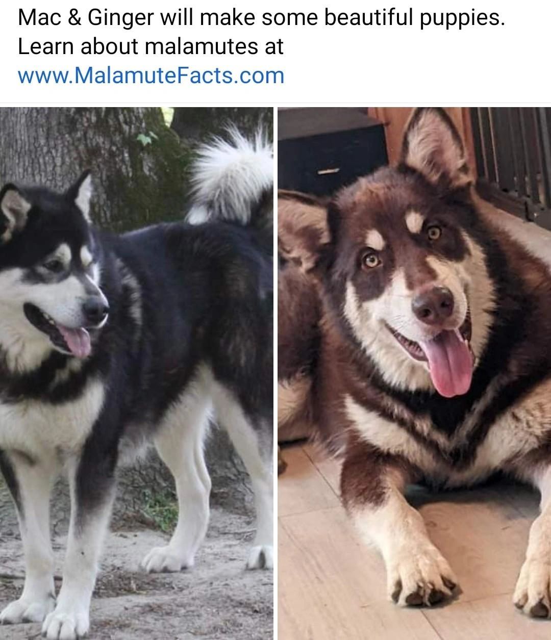 Malamute Puppies - Malamute Puppies