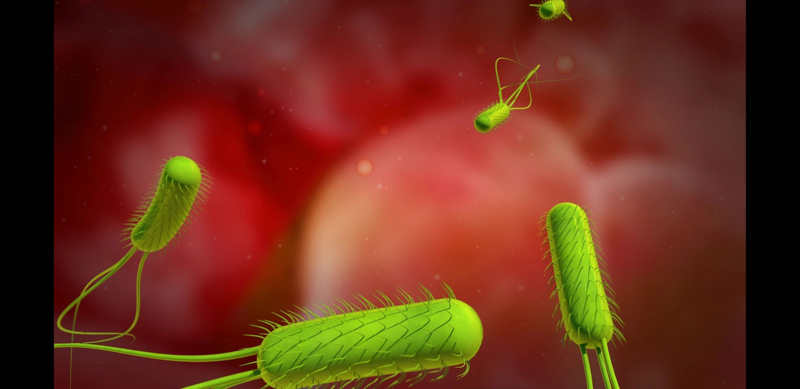 Overgrowth Vs. Infection | Everything H-Pylori