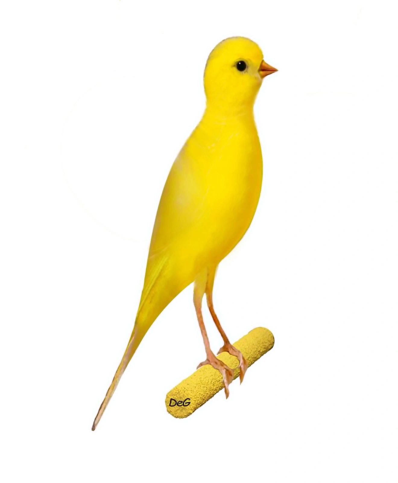 Irish Fancy Canaries: Breeding Tips & More