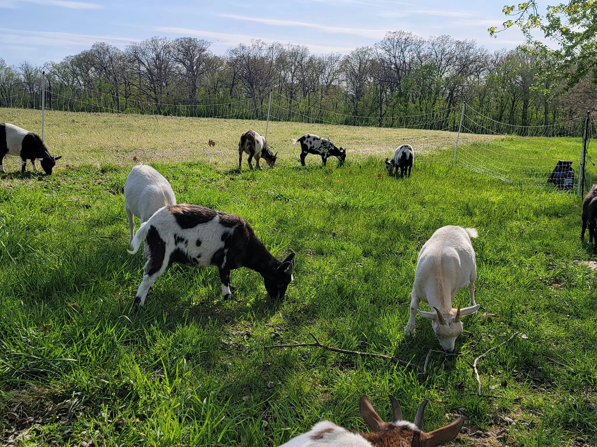 Middle Creek Farms - One Small Farm Doing Big Things