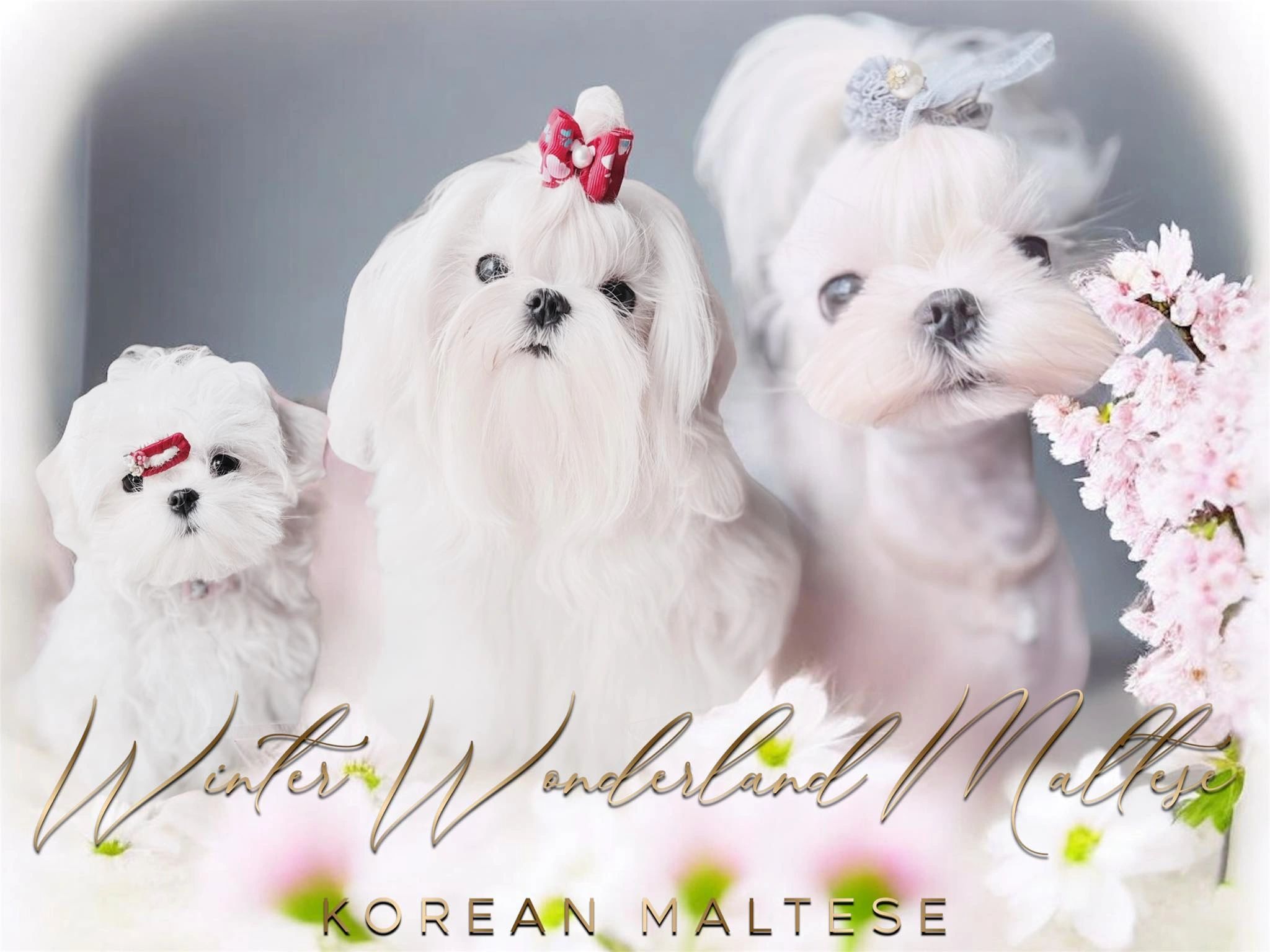 Find Your Perfect Maltese Puppy at Winter Wonderland Maltese