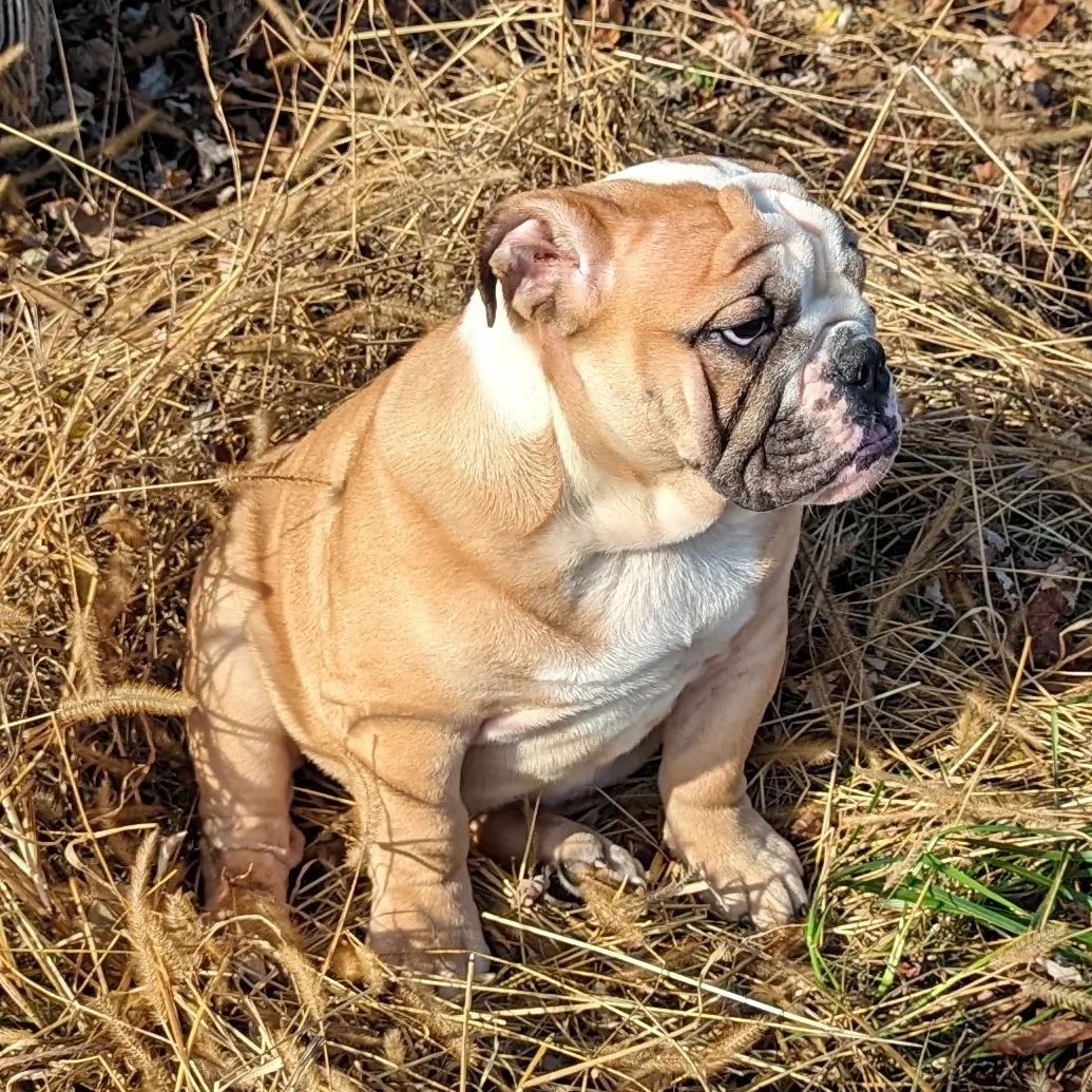 Hayden Homestead Bulldogs - English Bulldog Puppies, AKC Registered