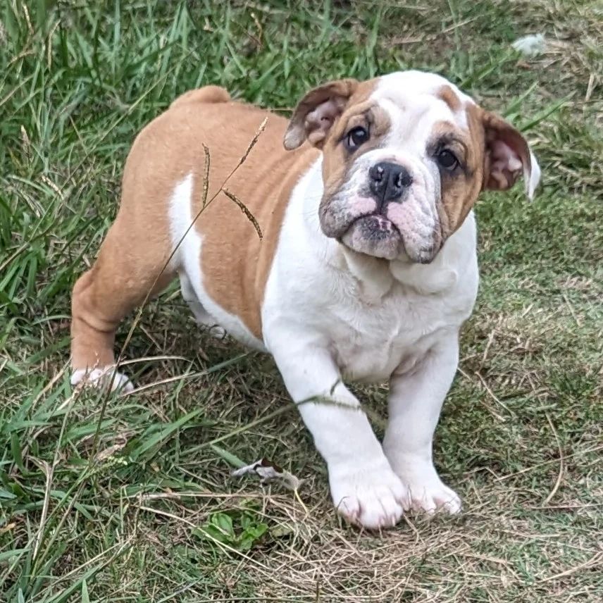 Hayden Homestead Bulldogs - English Bulldog Puppies, AKC Registered