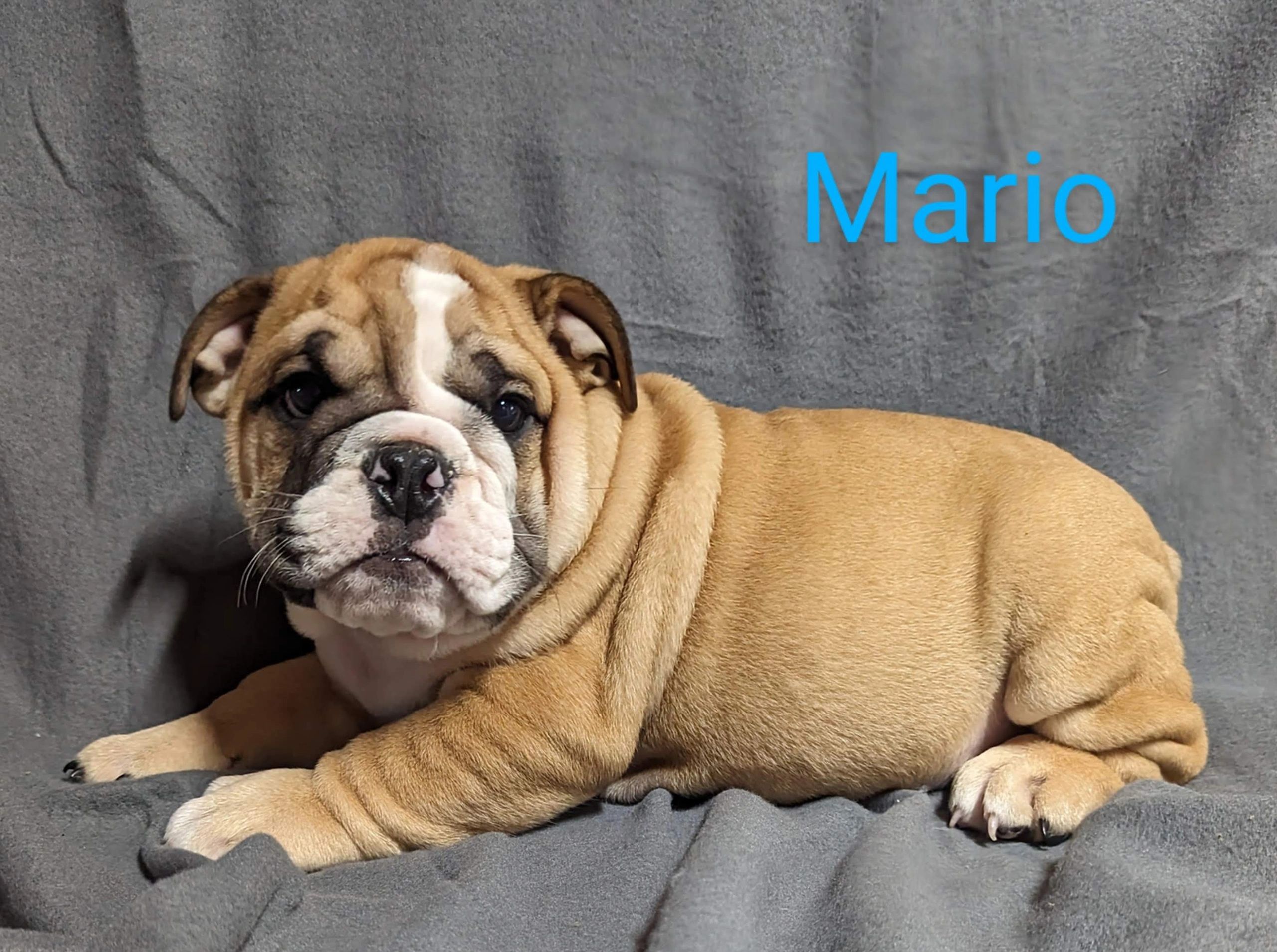 Hayden Homestead Bulldogs - English Bulldog Puppies, AKC Registered