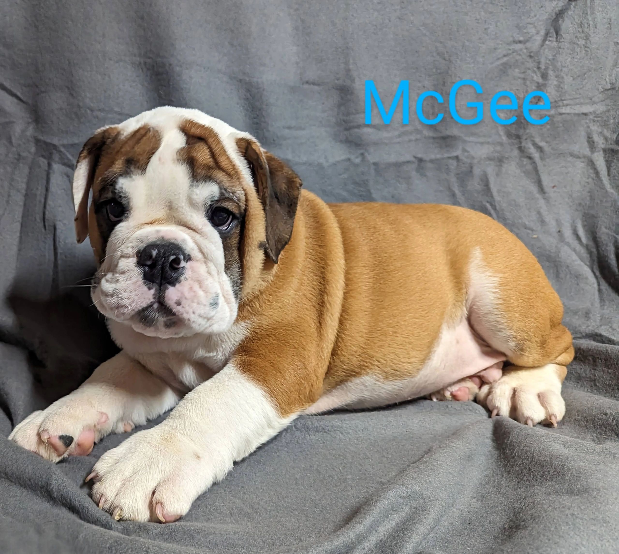 Hayden Homestead Bulldogs - English Bulldog Puppies, AKC Registered