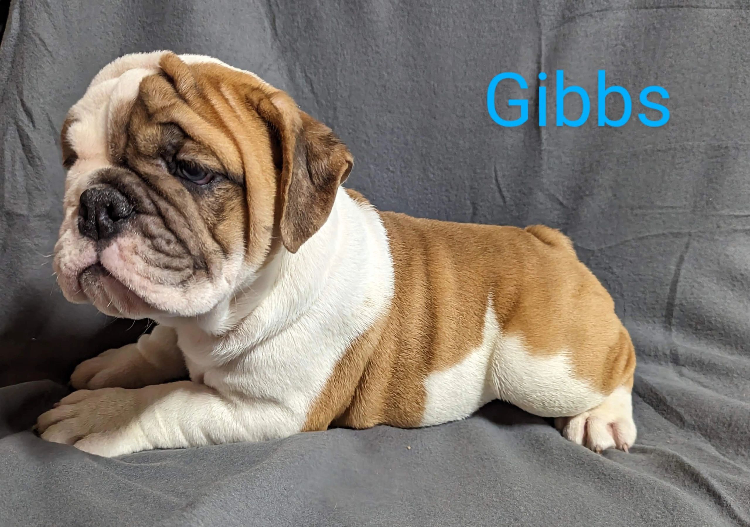 Hayden Homestead Bulldogs - English Bulldog Puppies, AKC Registered