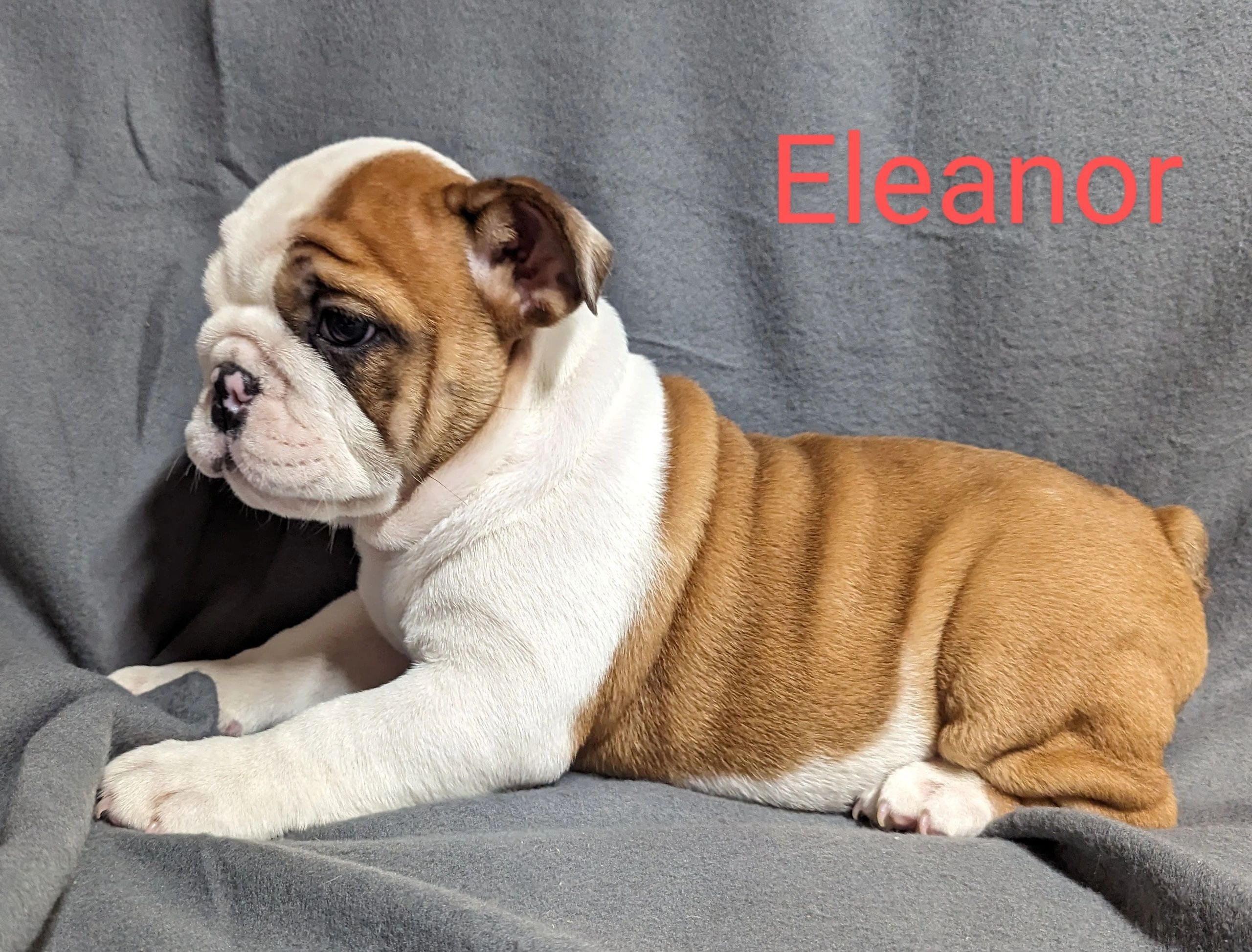 Hayden Homestead Bulldogs - English Bulldog Puppies, AKC Registered