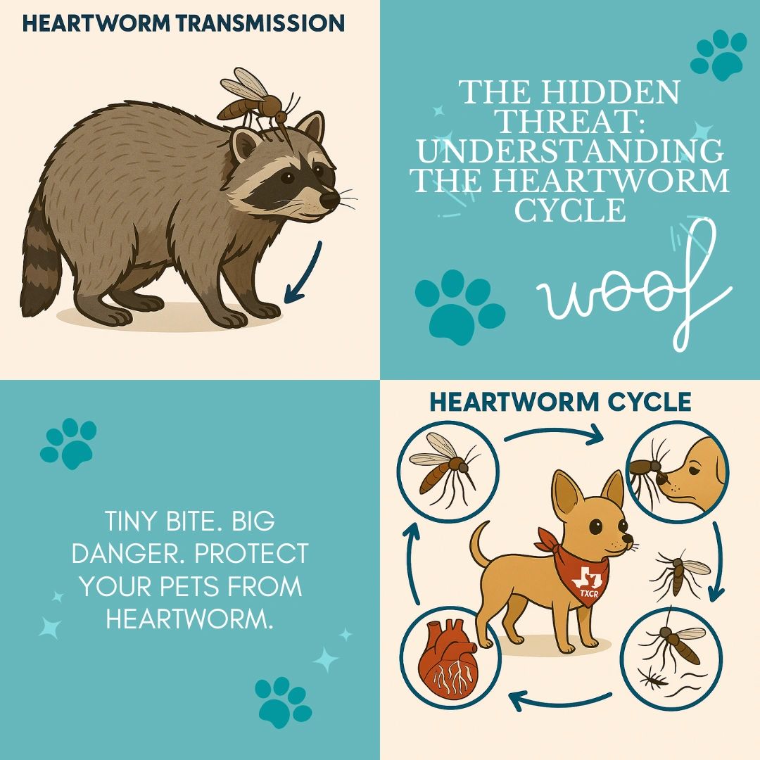 Understanding the Heartworm Cycle, Testing and Prevention