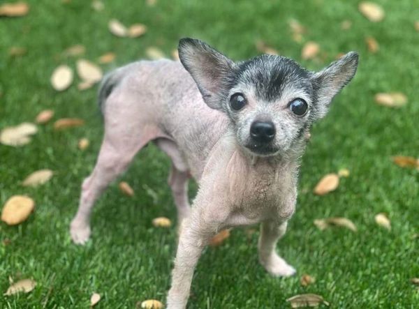 Chihuahua Adoption and Rescue Organization