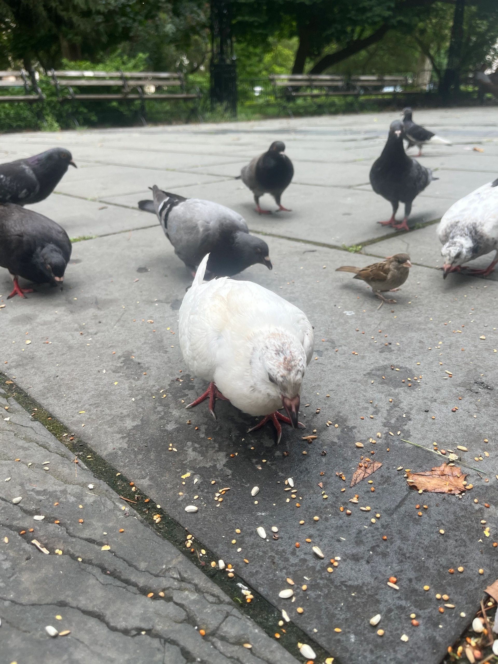 Noah's Ark Pigeon Rescue