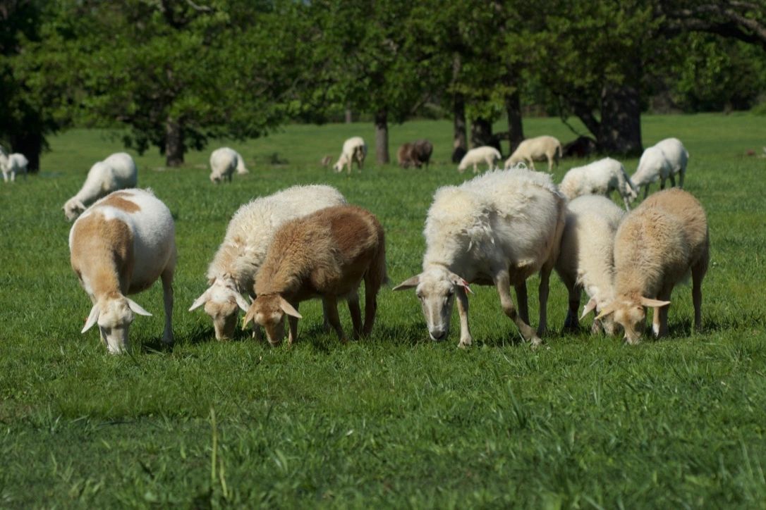 Ozark Pasture Beef, LLC - Home