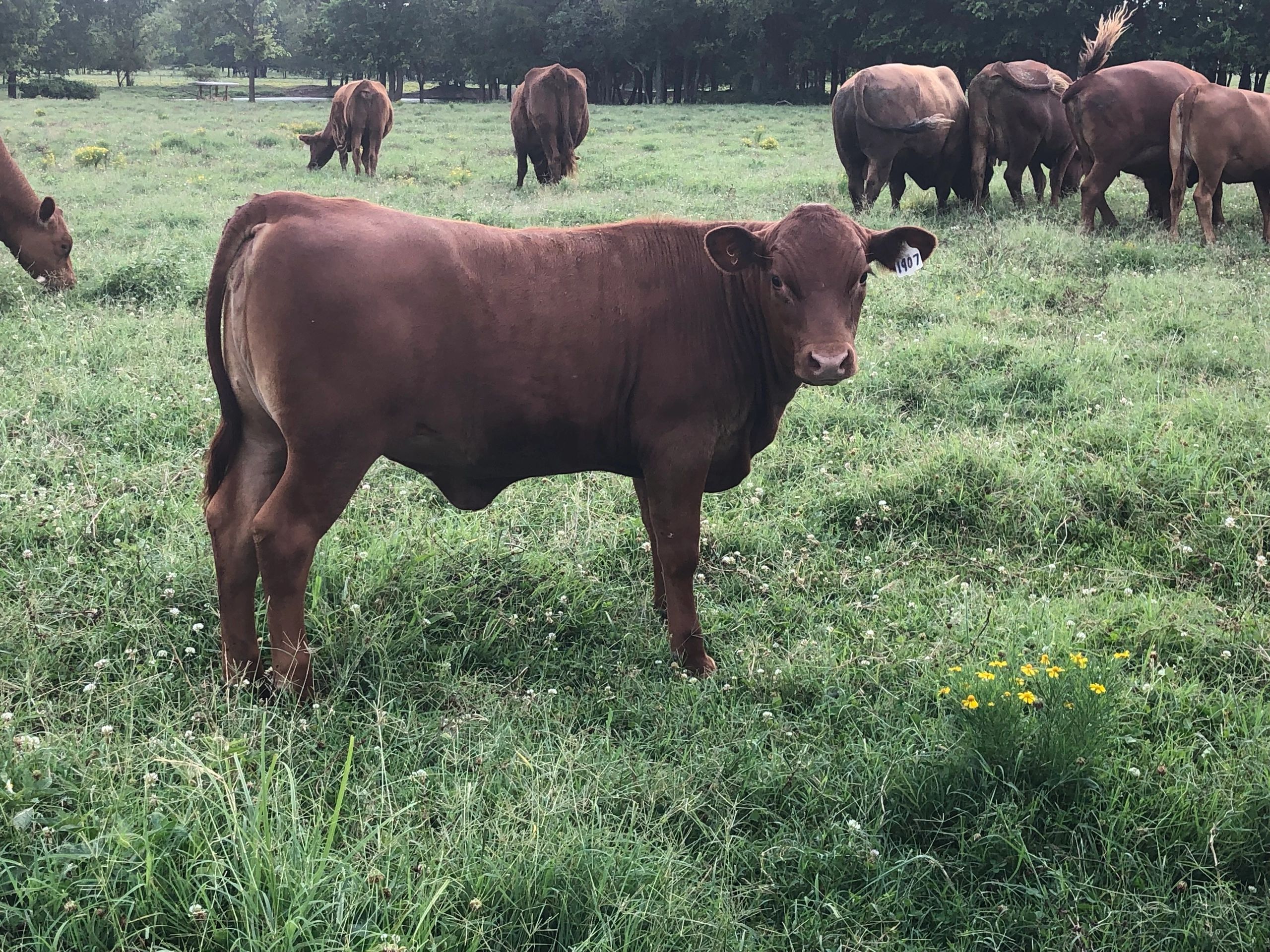 Ozark Pasture Beef, LLC
