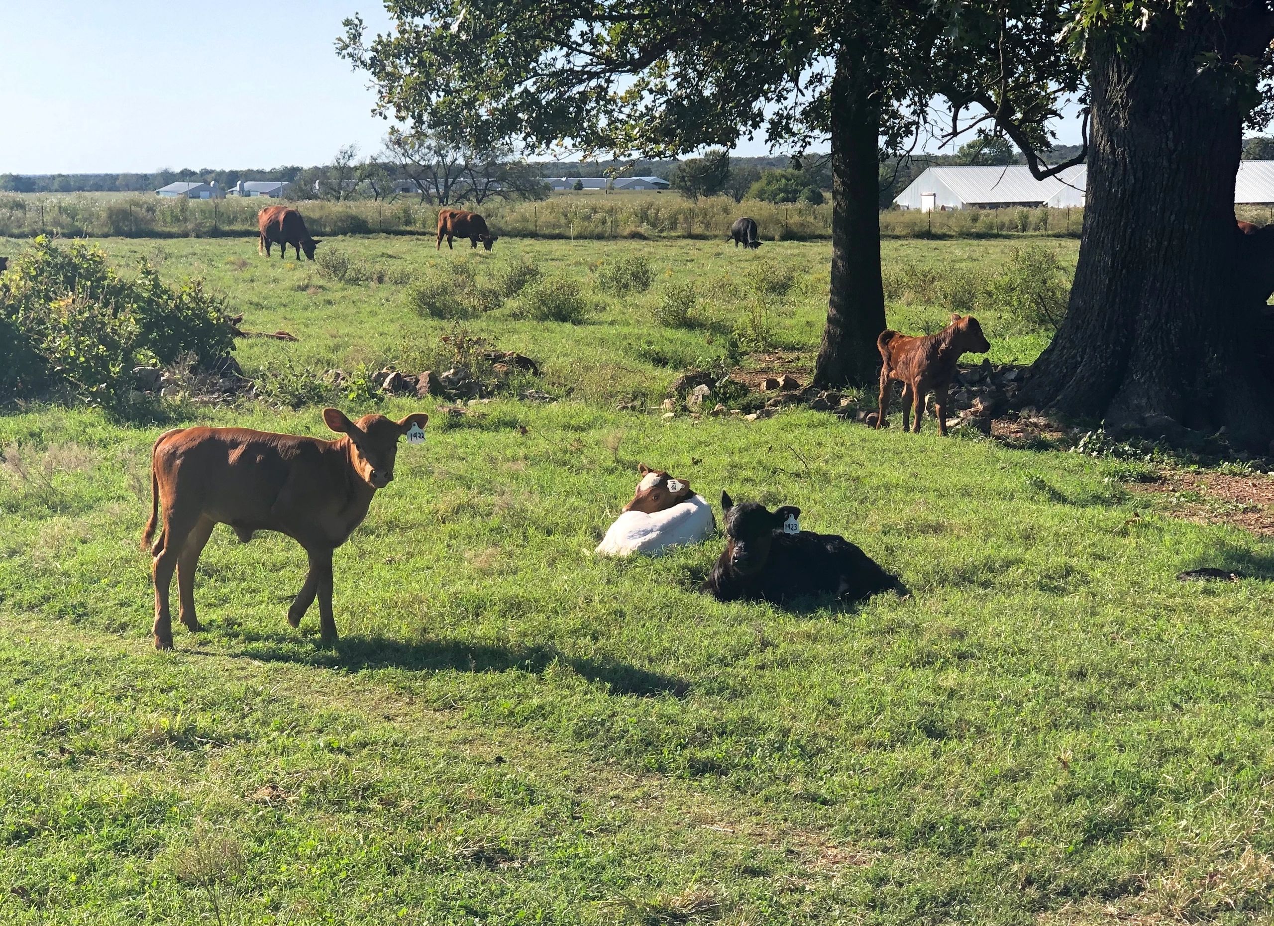 Ozark Pasture Beef, LLC