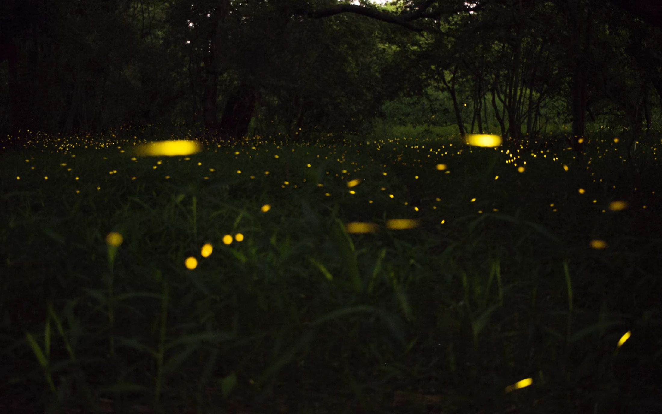 Synchronous Fireflies in the Smoky Mountains 2025