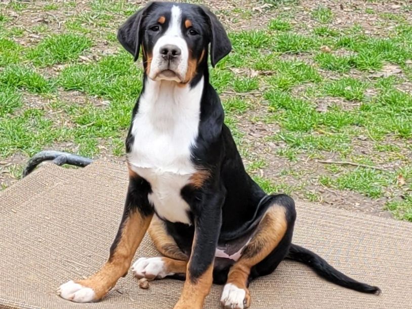 Older Puppies and Dogs