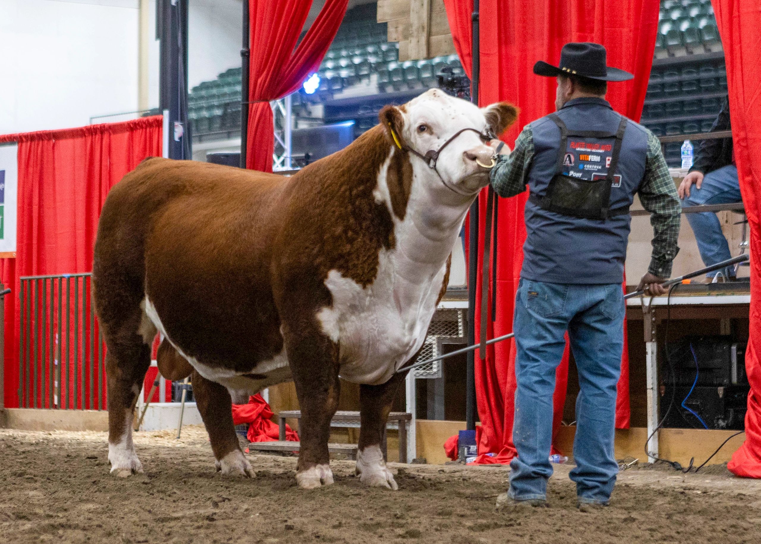 Show Cattle for Sale | Tracy Cattle, LLC