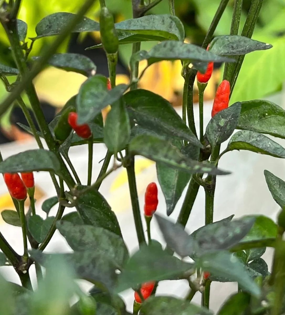 TEXAS RICE PEPPER SEED’S