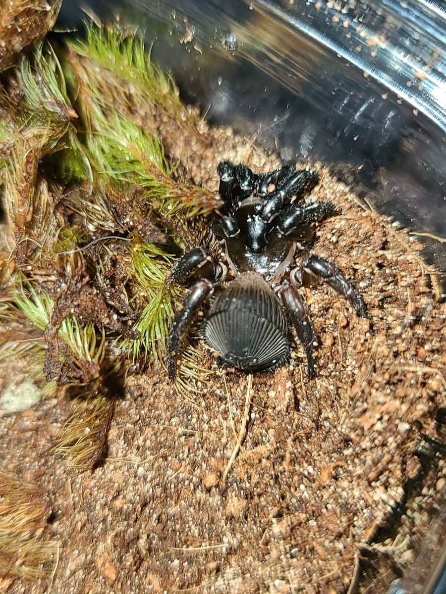 True Spiders & Mygalomorphs