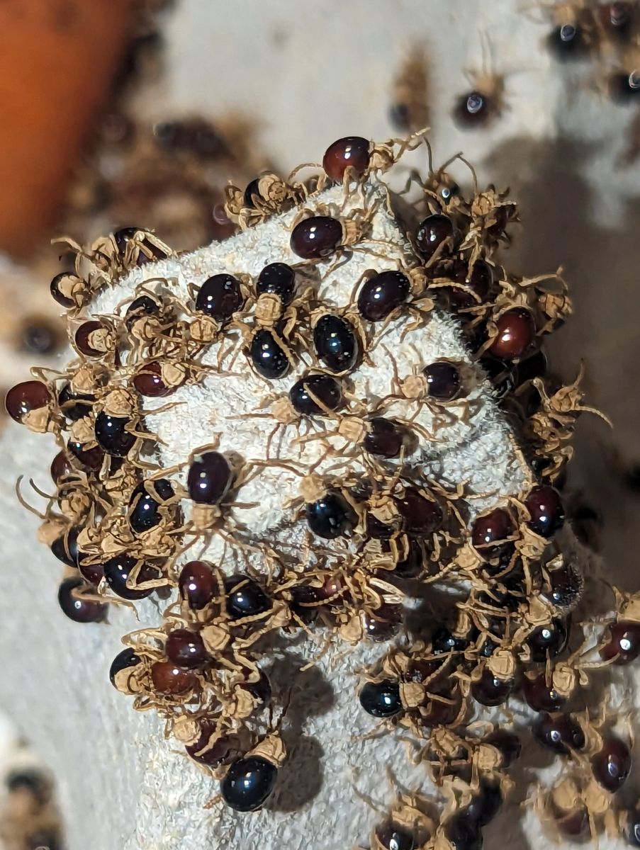 Mezium affine, Spider Beetle