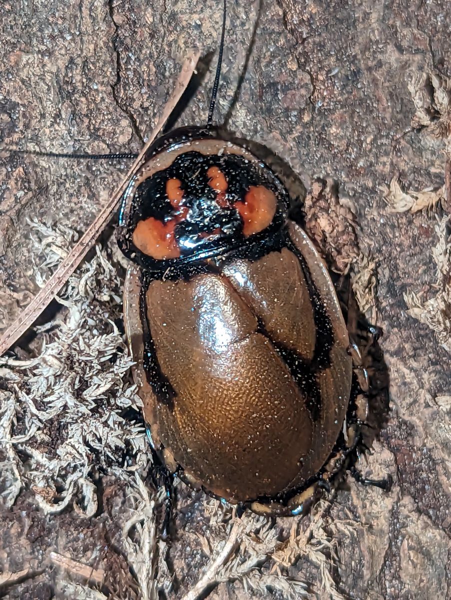 Lucihormetica grossei, Mega Glowspot Roach