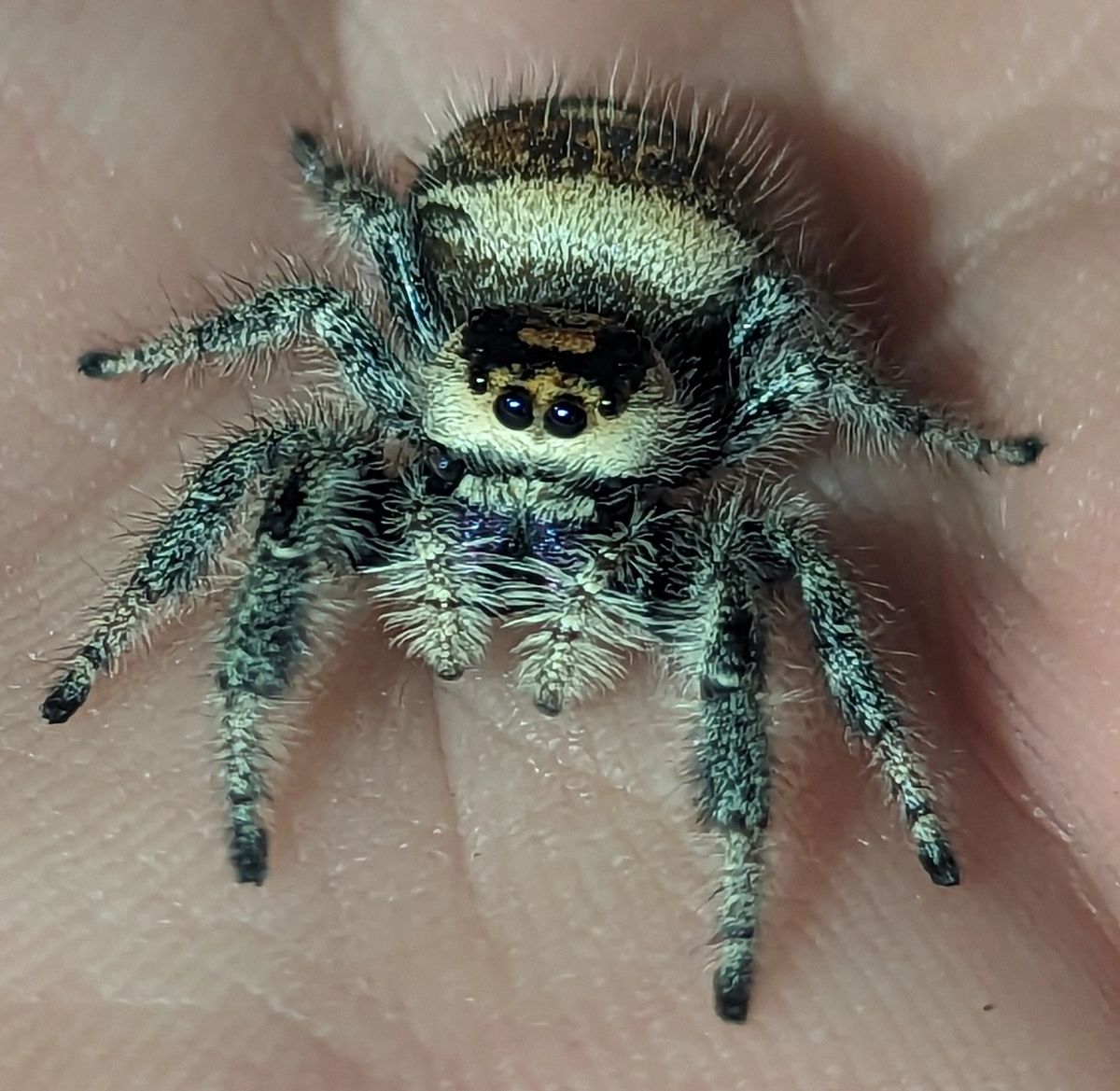 Phiddipus regius, Regal Jumping Spider