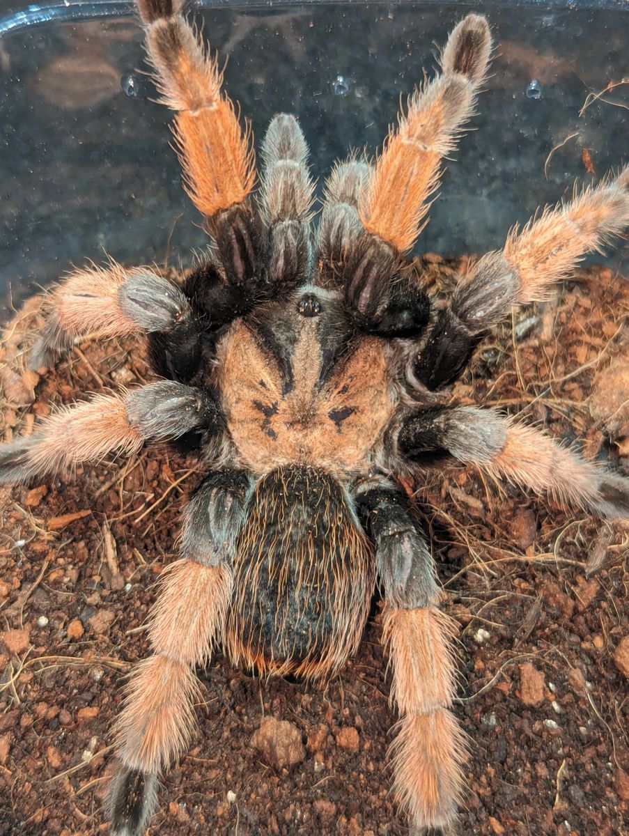 Brachypelma emilia, Mexican Red Leg Tarantula