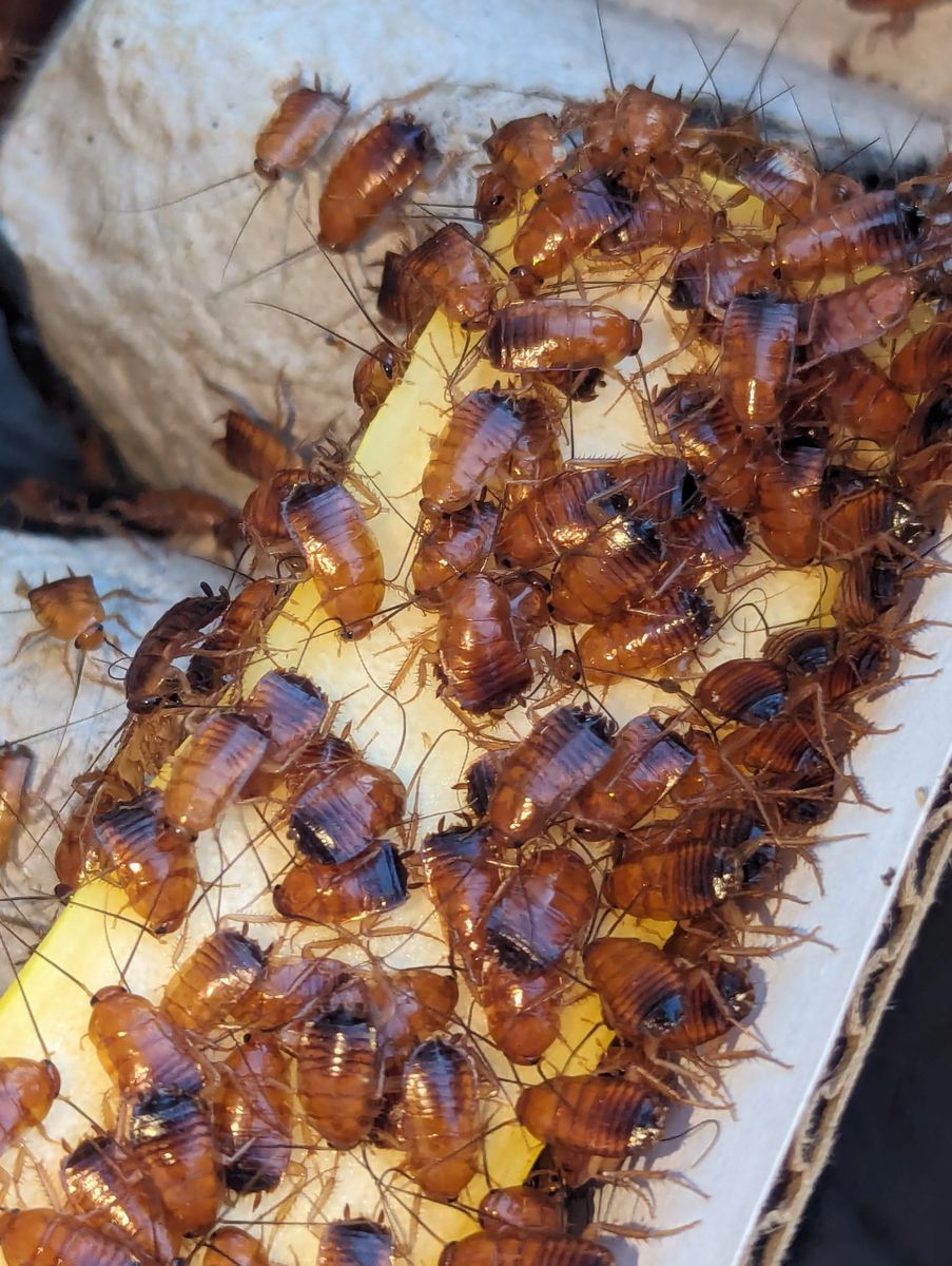 Periplaneta lateralis, Red Runner Roach