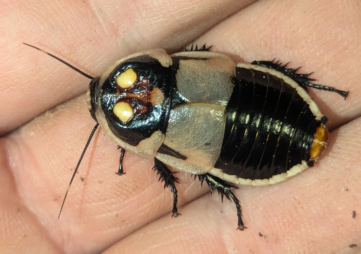 Lucihormetica subcincta, Glowspot Roach