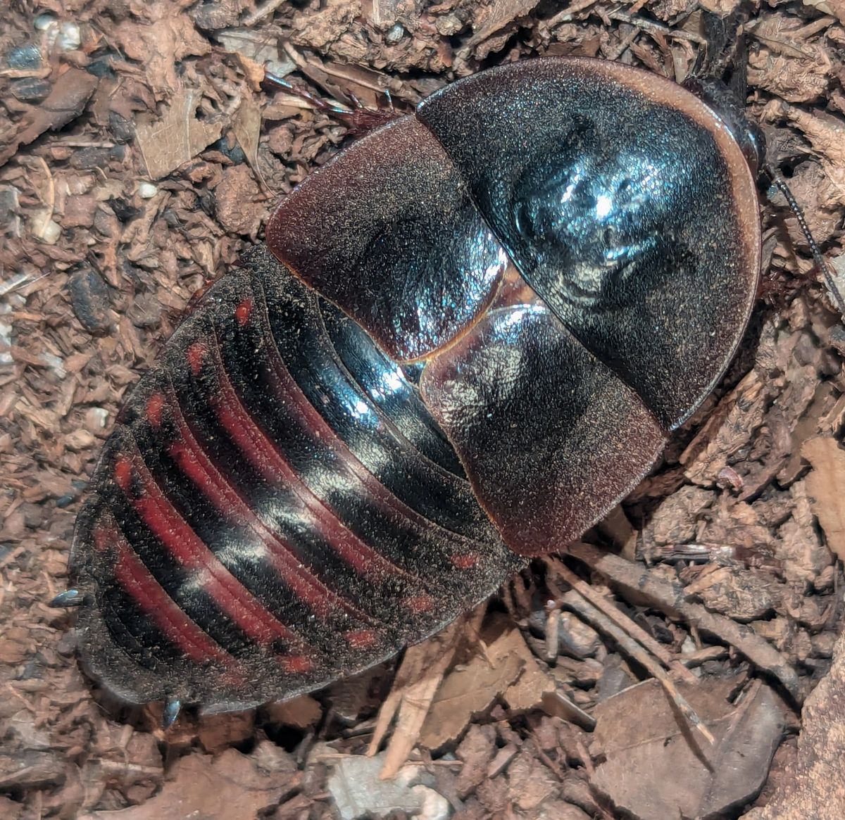 Hemiblabera tenebricosa 'Elliot Key,' Broad Keys Roach