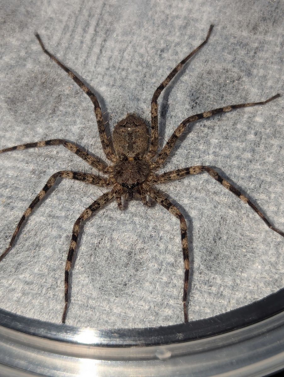 Selenops radiatus, Tomb Crawler Spider