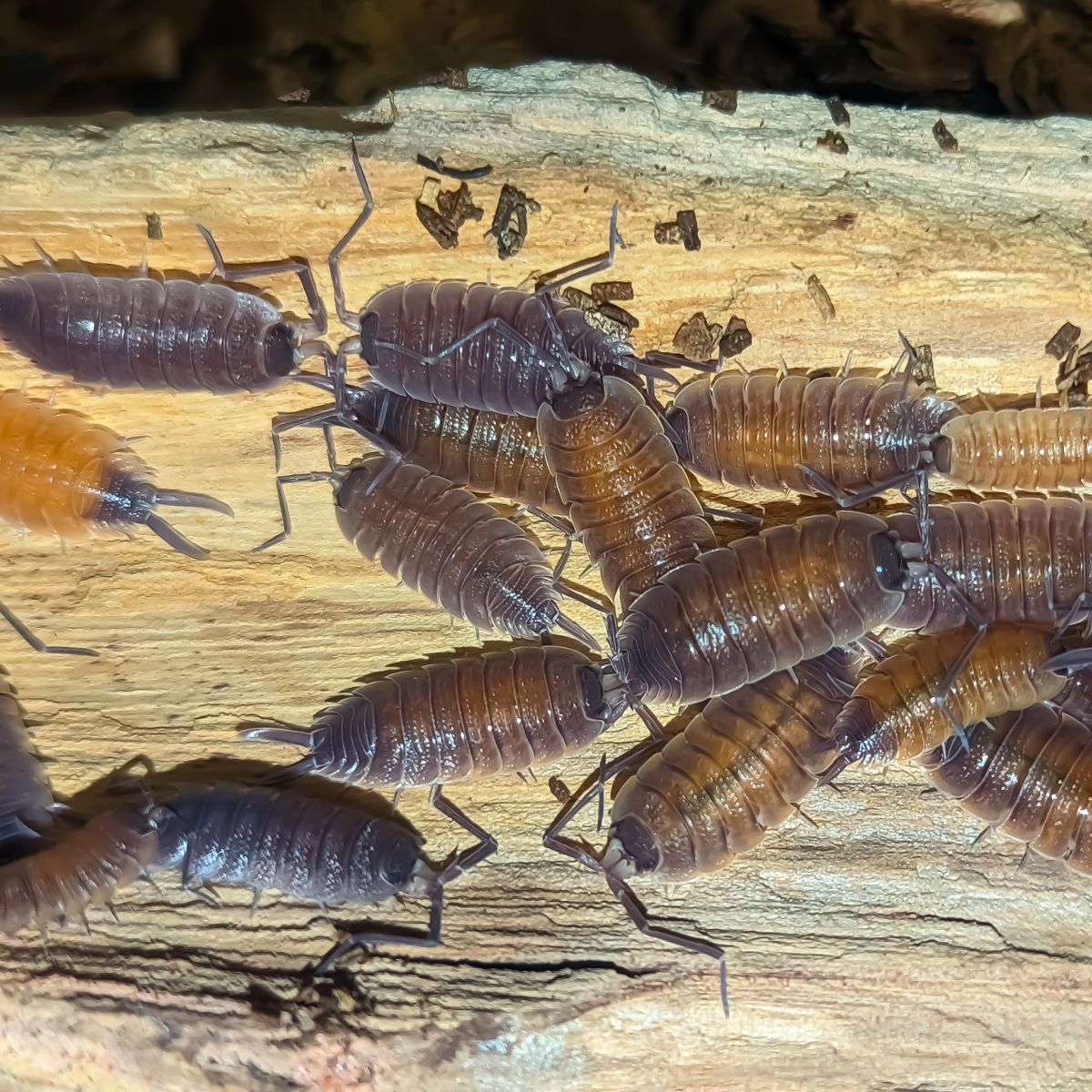 Clean Up Crews for Sale