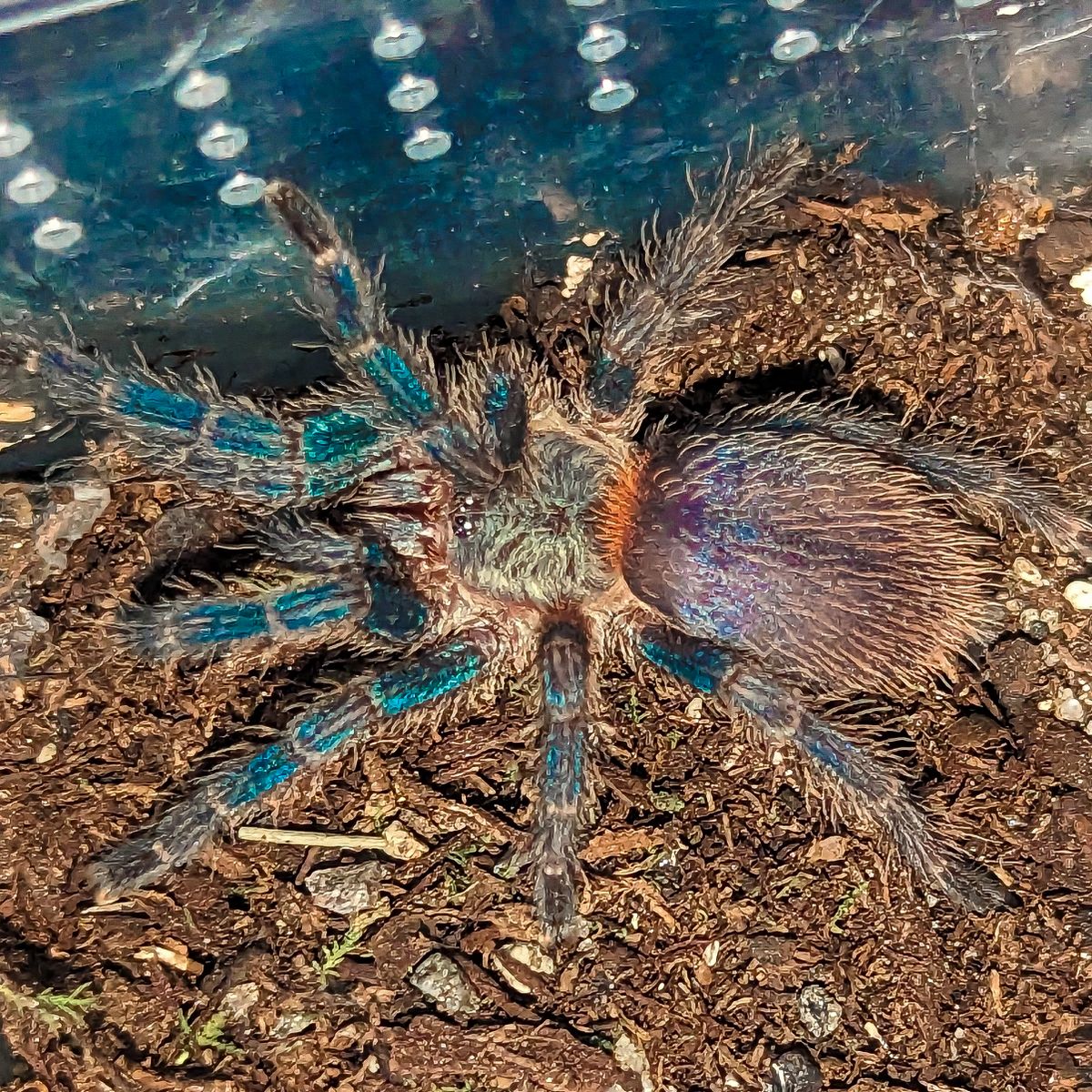 Dwarf Tarantulas for Sale