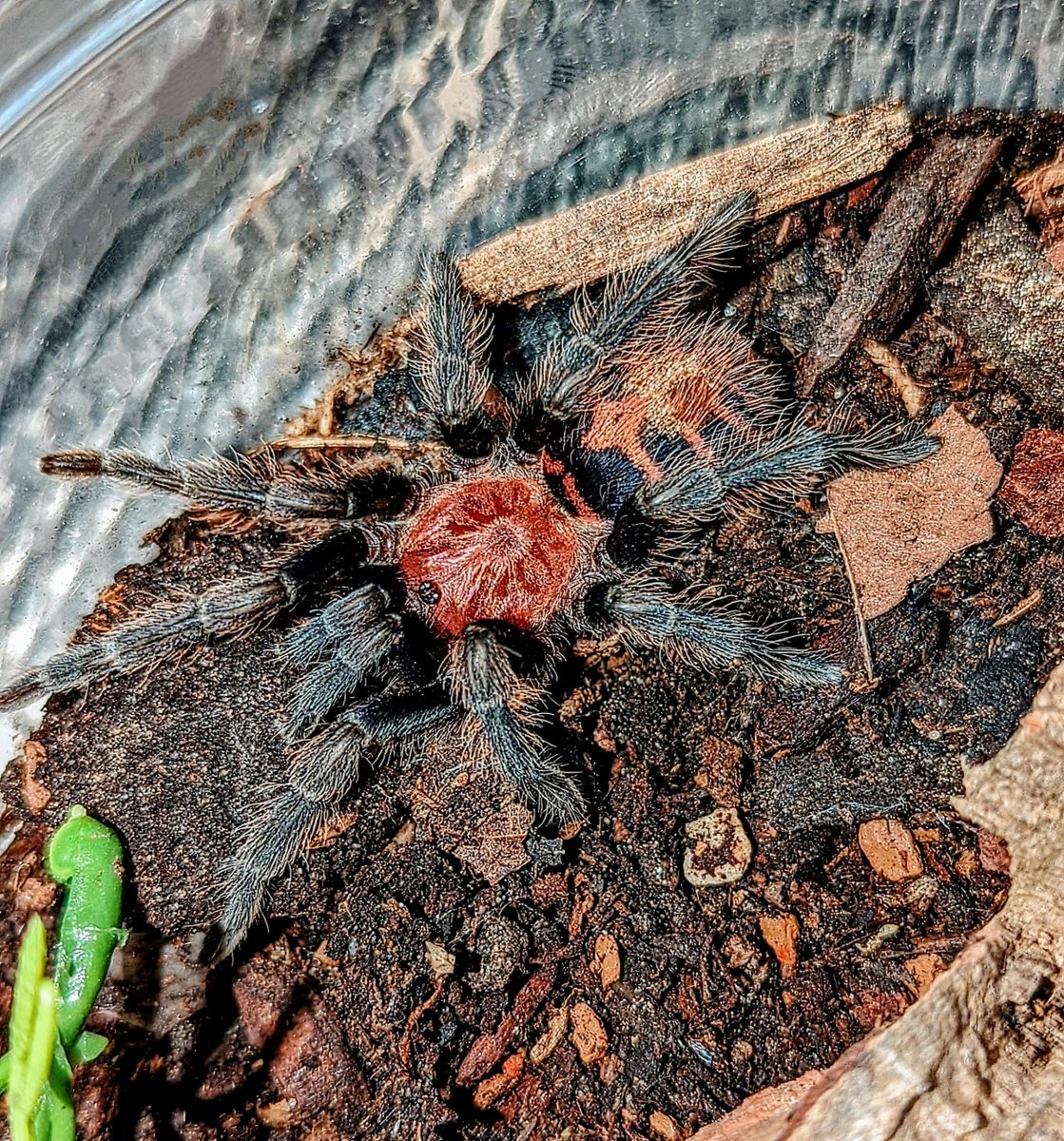 Davus pentaloris, Guatemalan Tiger Rump Tarantula