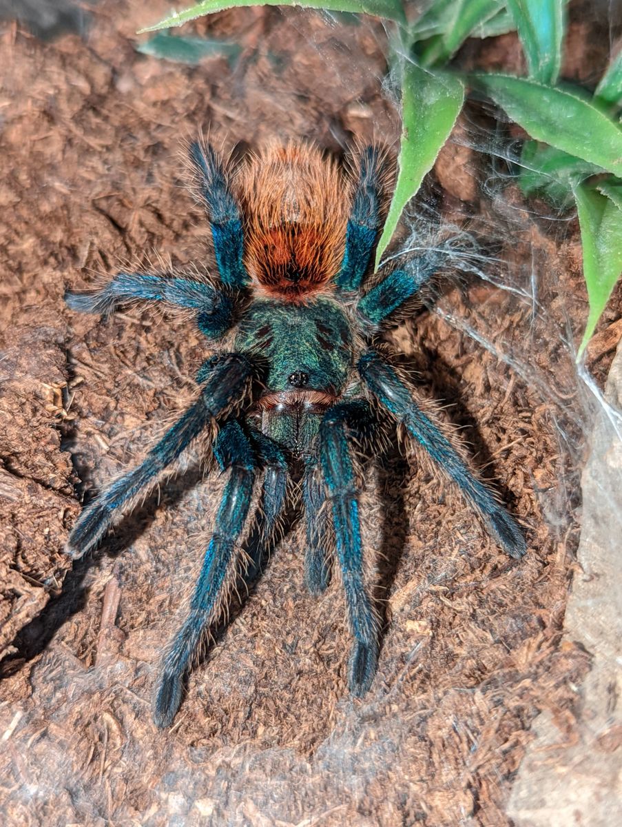 Chromatopelma cyaneopubescens, Green Bottle Blue Tarantula