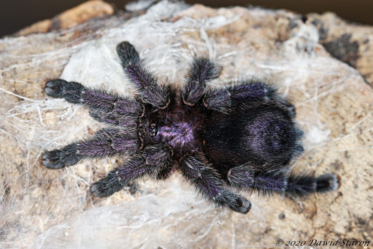 Avicularia purpurea, Purple Pink Toe Tarantula
