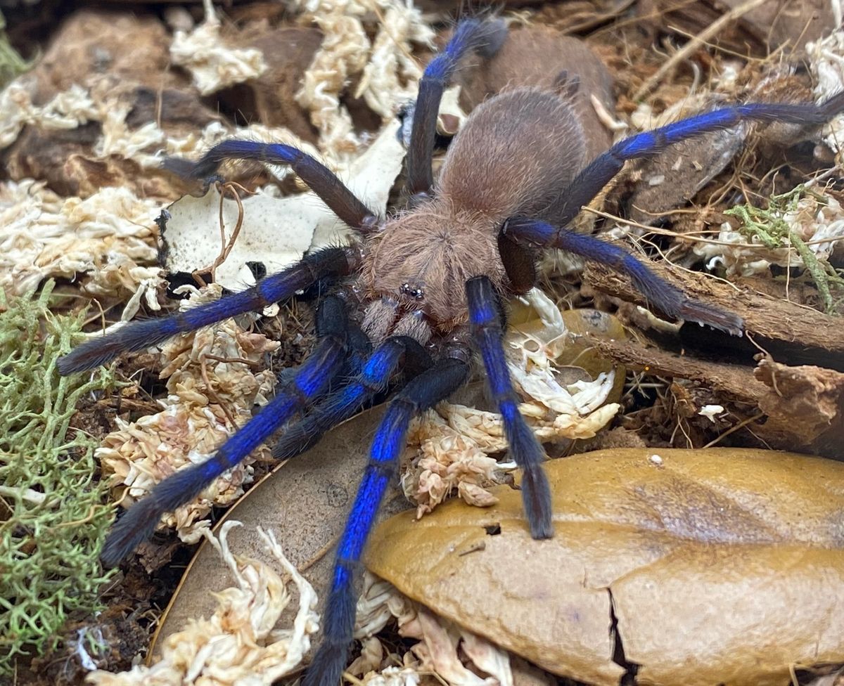 Birupes simoroxigorum, Borean Neon Blue Leg Tarantula
