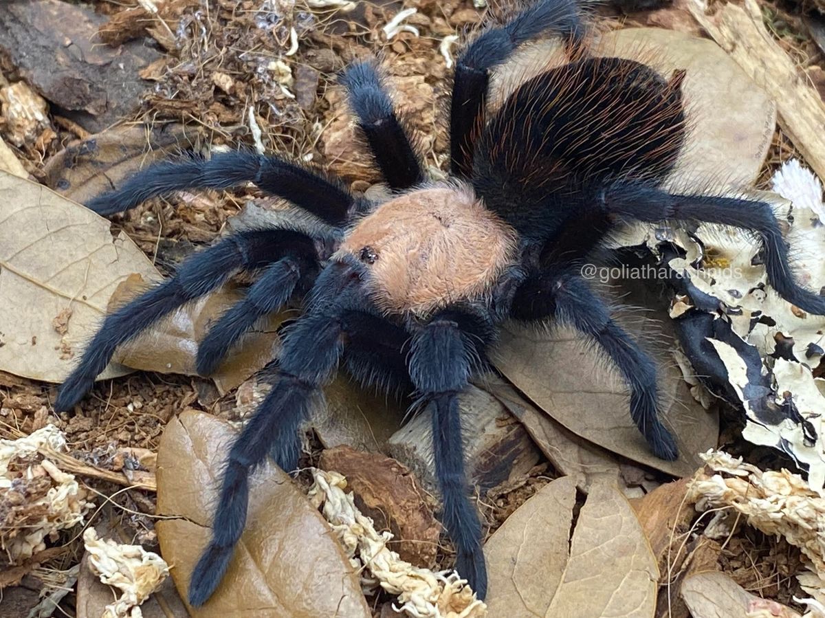 Brachypelma albiceps, Mexican Golden Red Rump Tarantula
