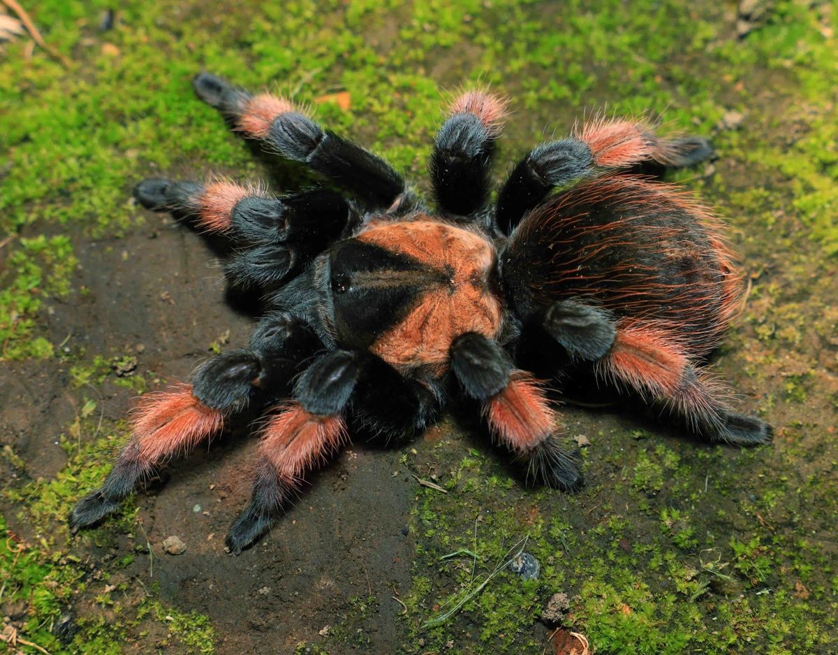 Brachypelma emilia, Mexican Red Leg Tarantula