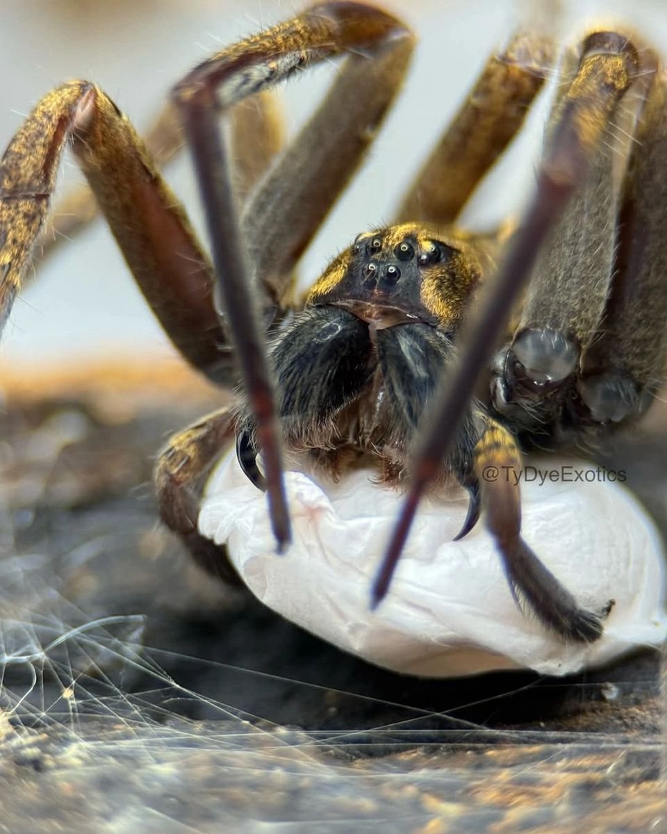 Ctenidae sp Mamfe Road, Gold Band Wandering Spider