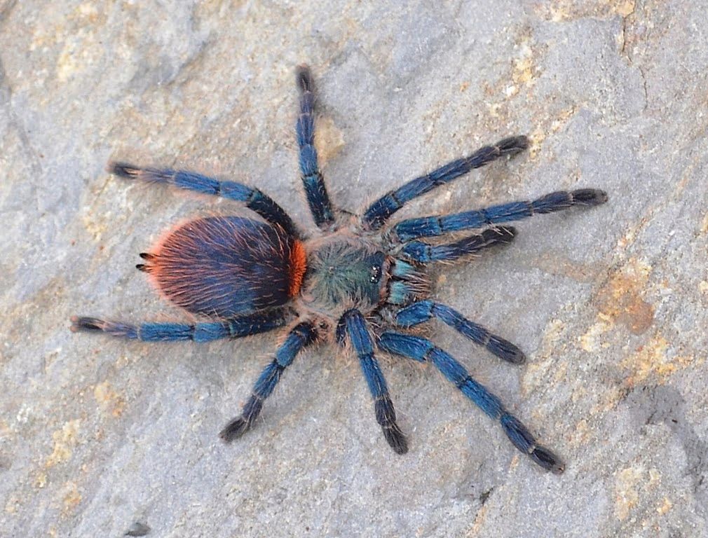 Top 10 Beginner Tarantulas