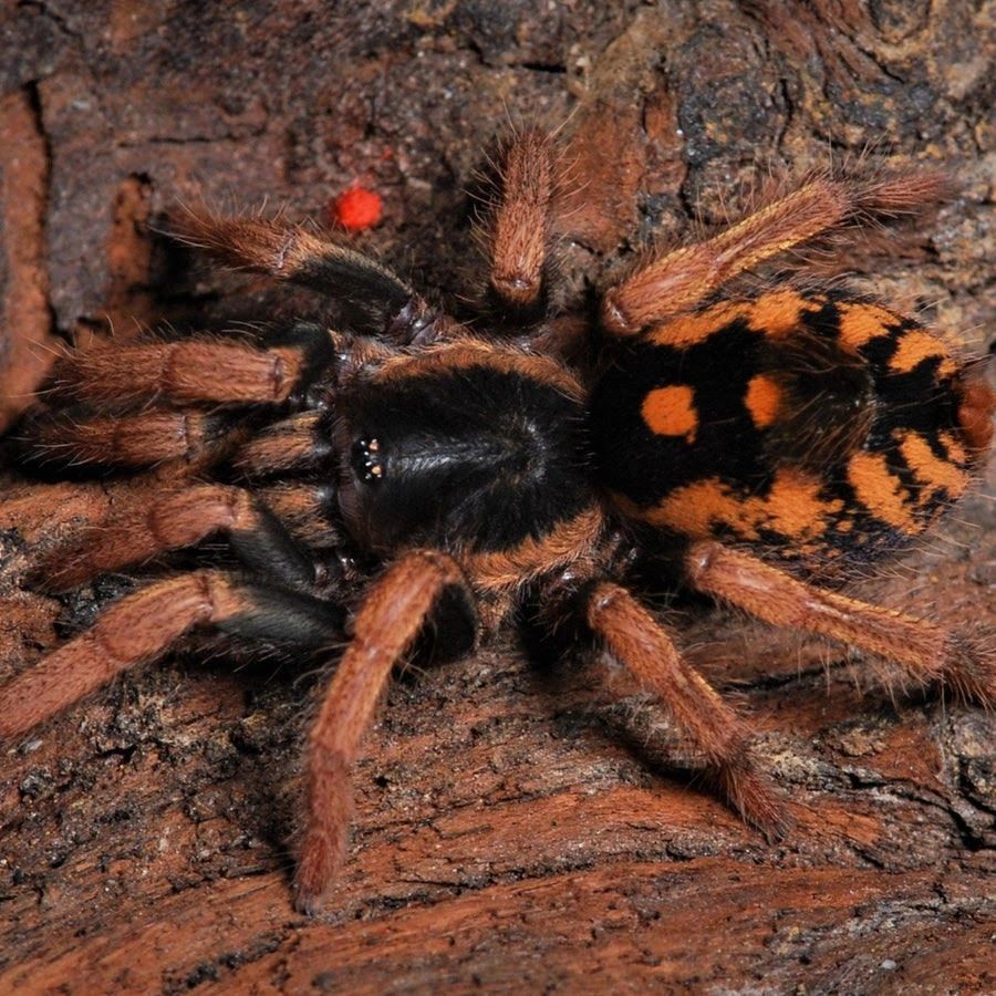 Hapalopus guerreroi, Speckle Patch Guerilla Tarantula