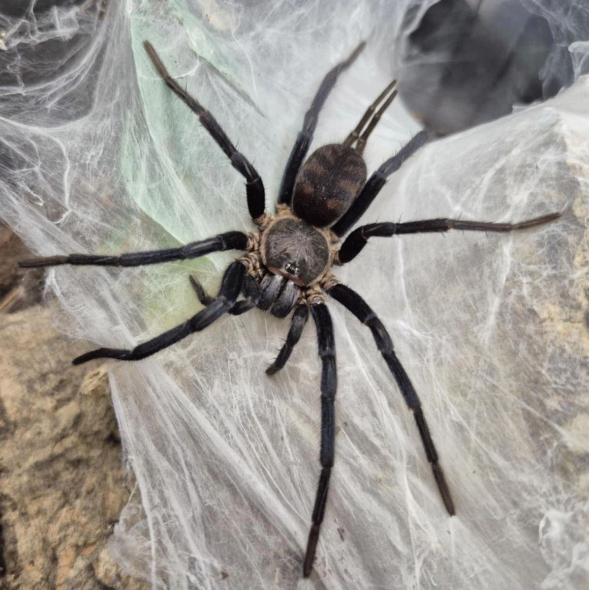 Linothele fallax, Bolivian Tiger Funnel Web Spider