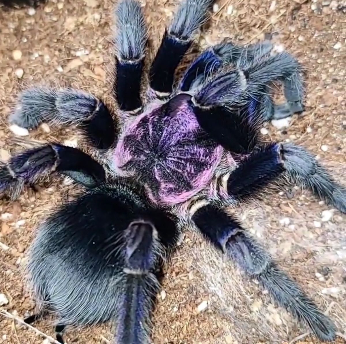 Phormictopus sp Dominican Purple, Dominican Purple Birdeater Tarantula