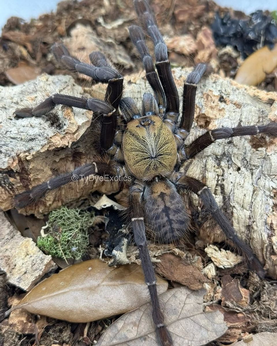 Phormingochilus sp Akcaya, Indo Bat Eater / Golden Tree Spider Tarantula