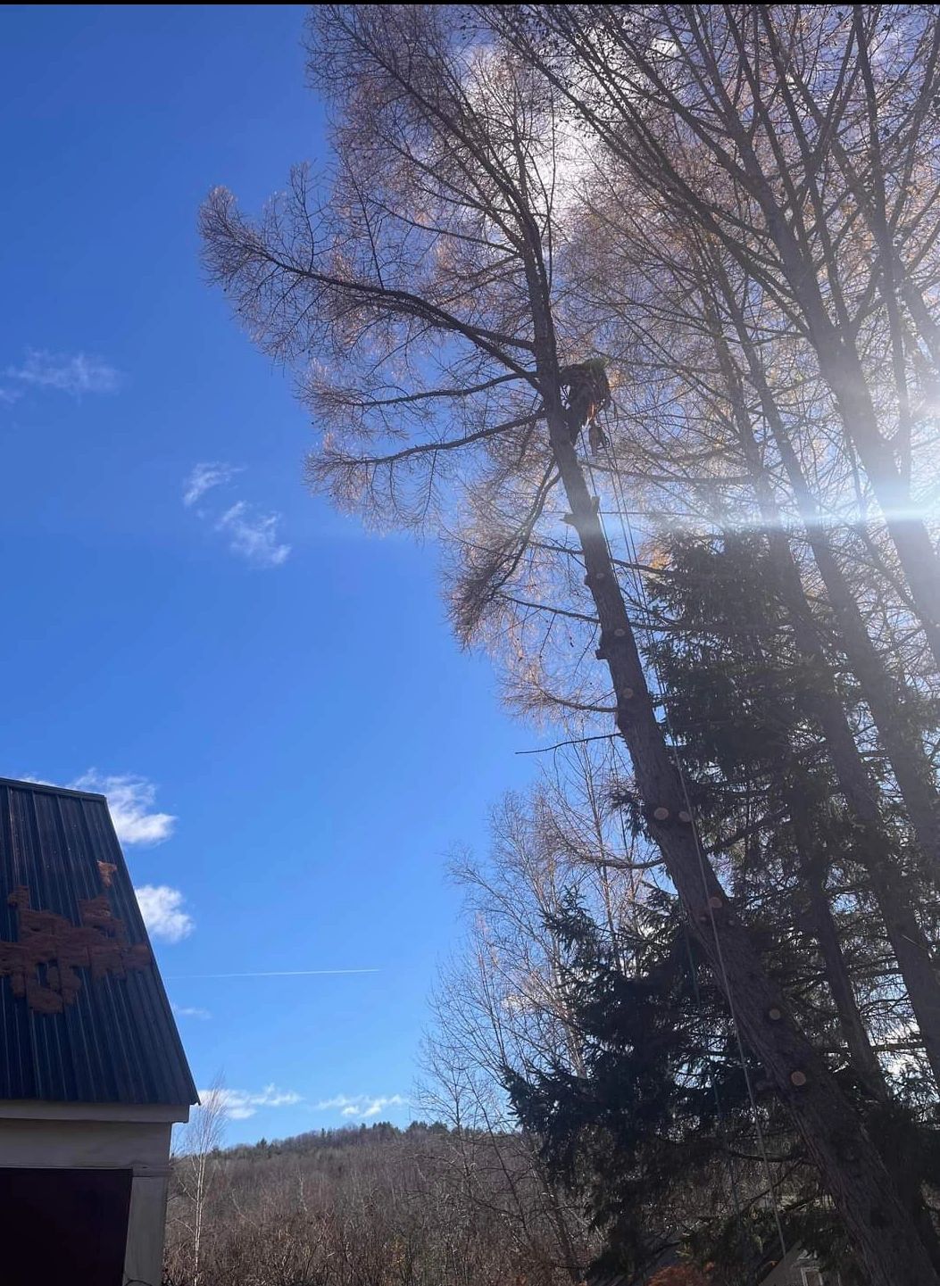 CWForestryLLC - Tree Service, Arborist Services