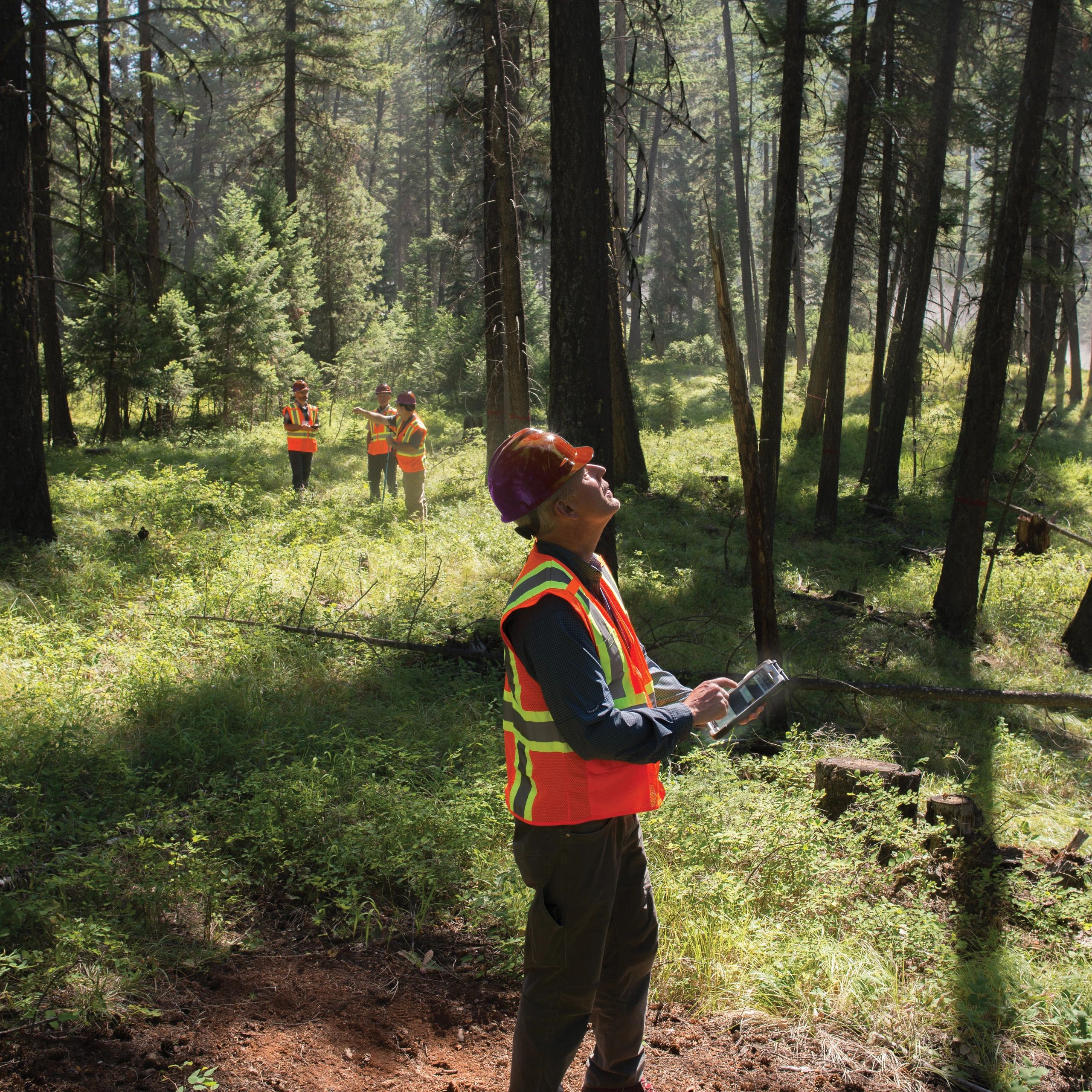 Woodland Solutions Group - GIS, Timber Inventory, ArcGIS