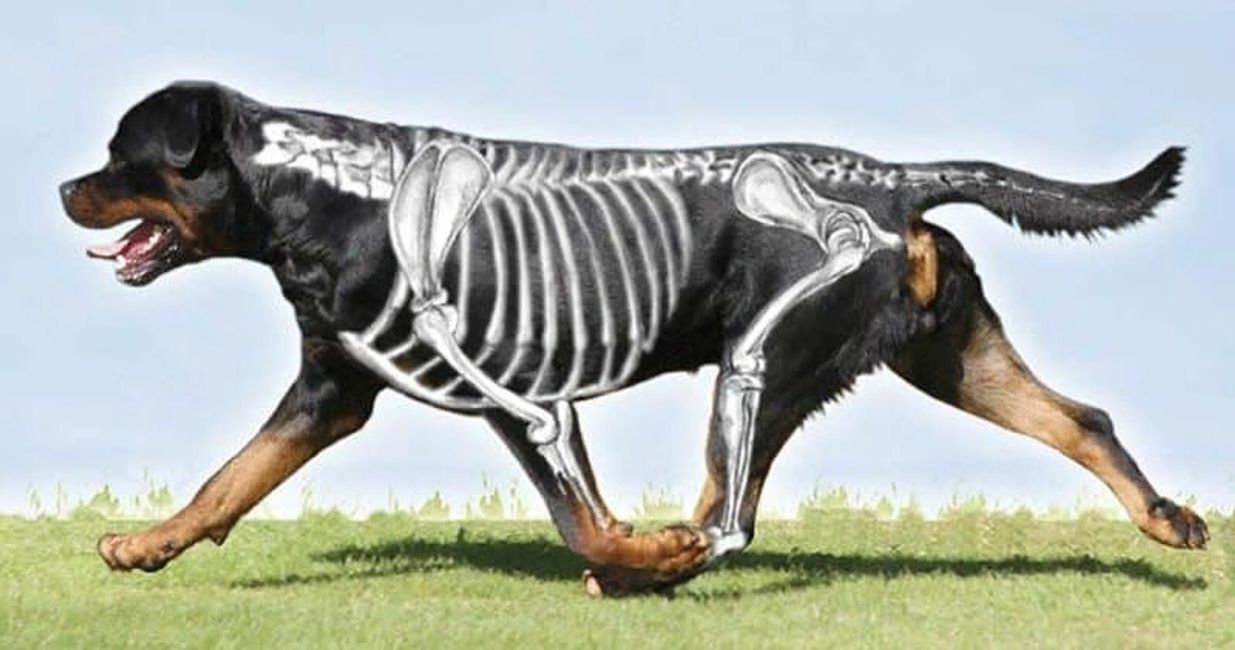 BREED STANDARD | Trojan Perm. Reg'd. Rottweilers