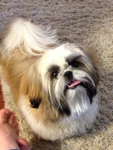 Bessa | Bayview Shih Tzu