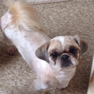 Bessa | Bayview Shih Tzu