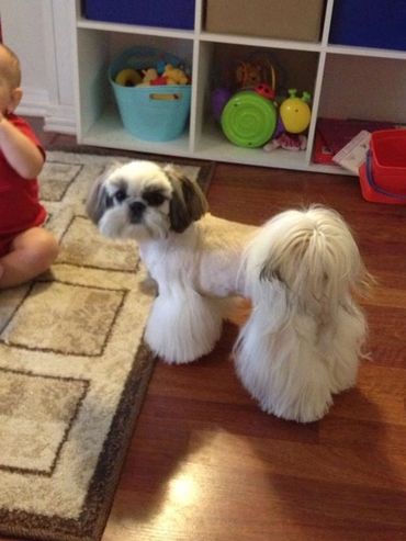 Bessa | Bayview Shih Tzu